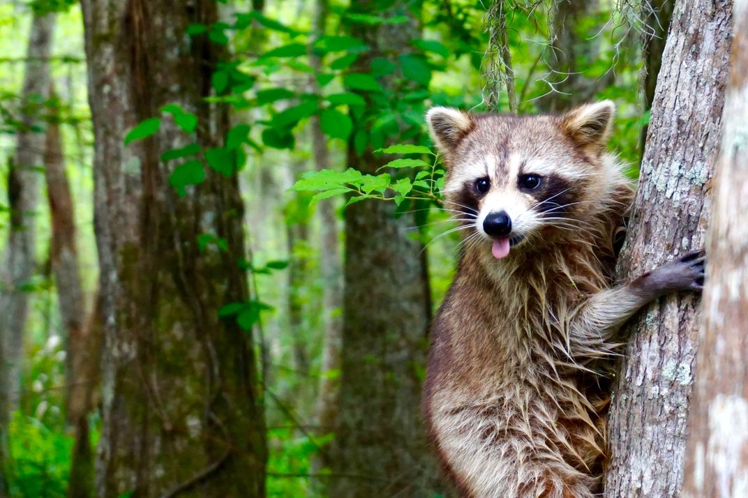 Raccoon in a New Orleans swamp | Smithsonian Photo Contest ...