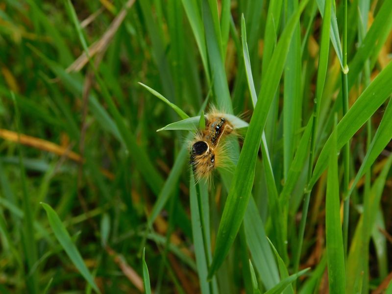 A Fuzzy Caterpillar Friend | Smithsonian Photo Contest | Smithsonian ...