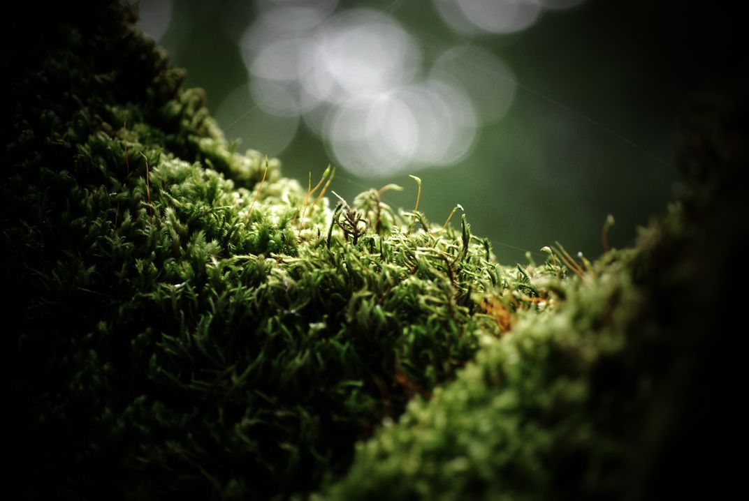 depth of nature | Smithsonian Photo Contest | Smithsonian Magazine