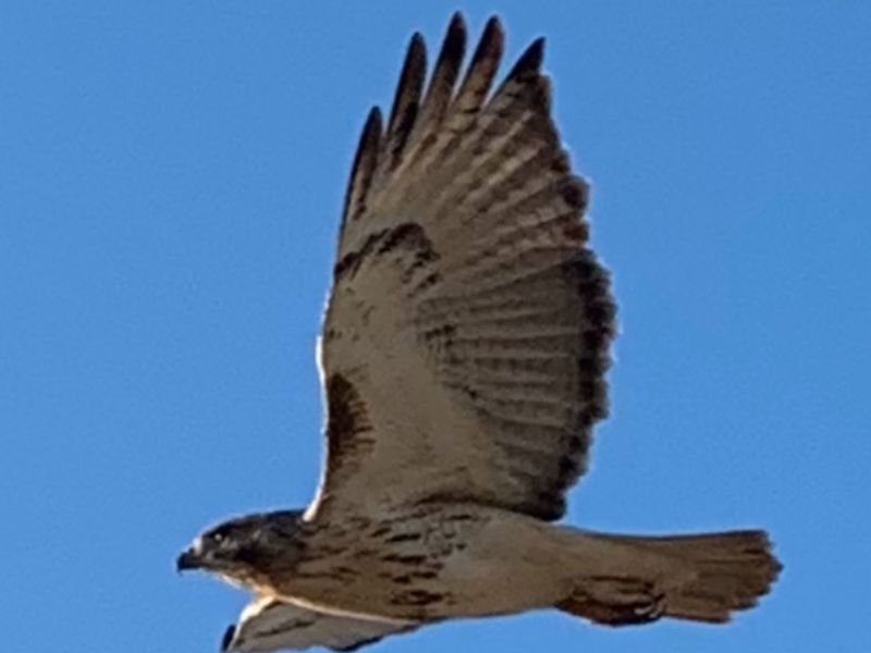 A hawk flying over St. Charles, Missouri in November | Smithsonian ...