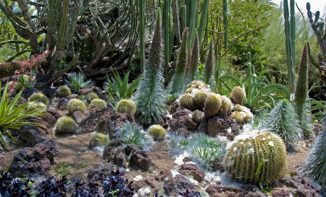Cactus Silk | Smithsonian Photo Contest | Smithsonian Magazine