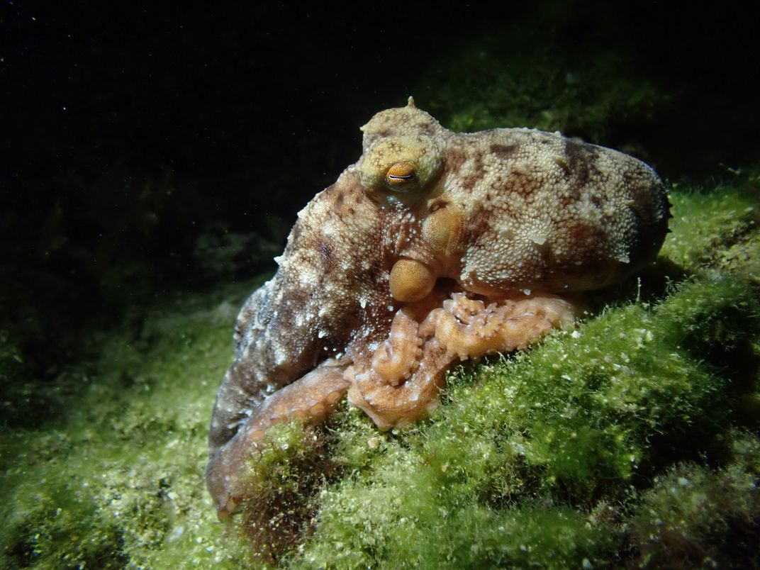 Octopuses Fall for the Rubber Hand Illusion, Just Like Humans, Pointing ...