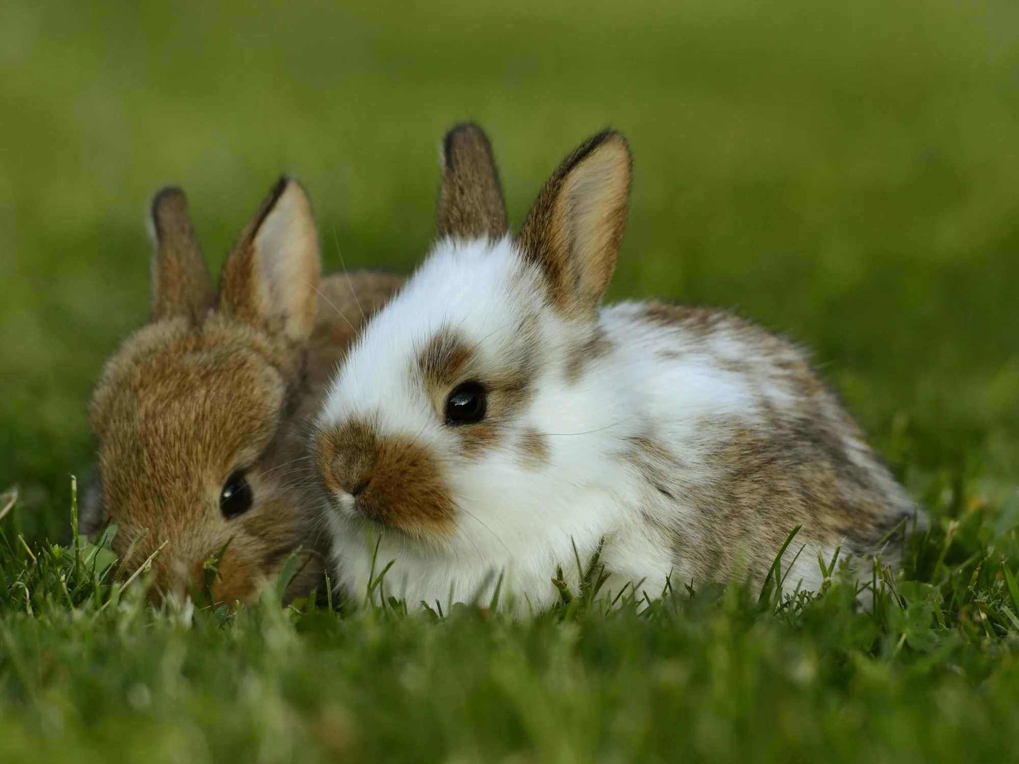 The Odd, Tidy Story of Rabbit Domestication That Is Also Completely False