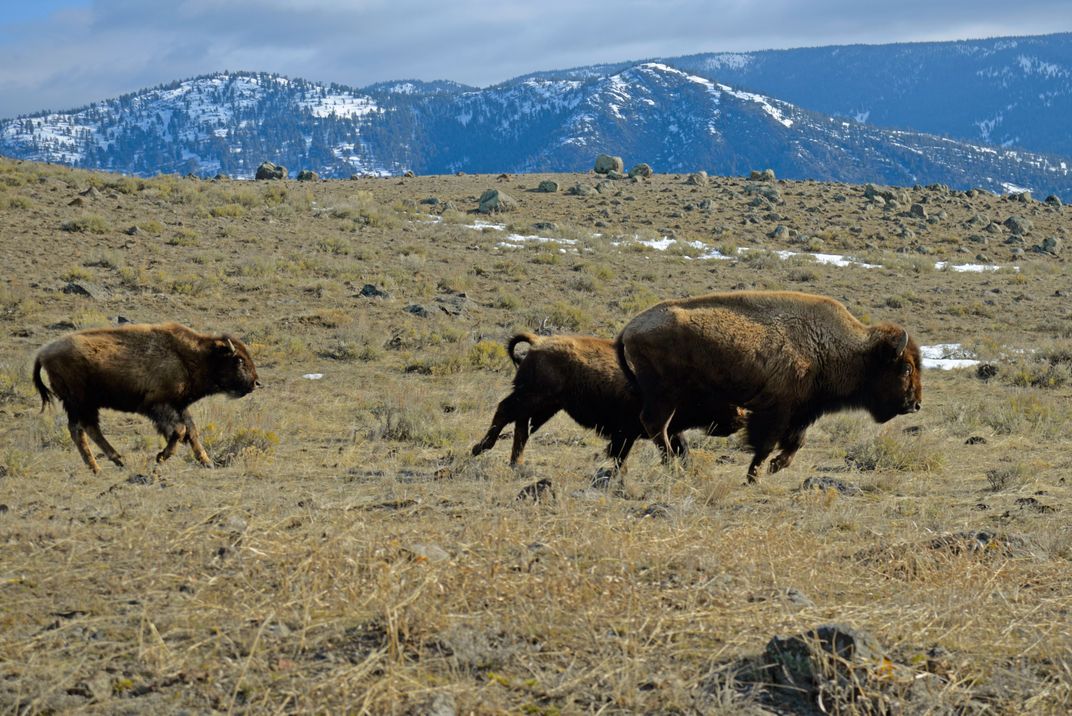 Bison Running on Grassland | Smithsonian Photo Contest | Smithsonian ...