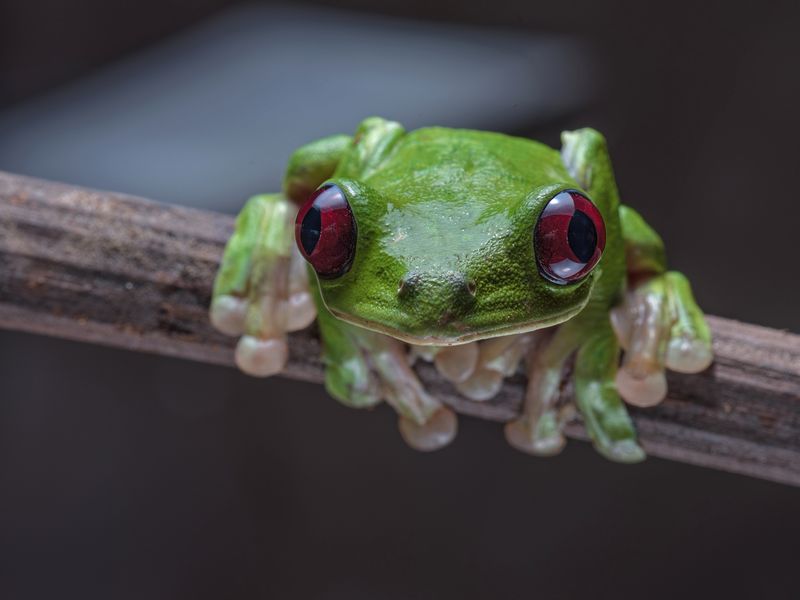 Red Eyed Gliding Tree Frog | Smithsonian Photo Contest | Smithsonian ...