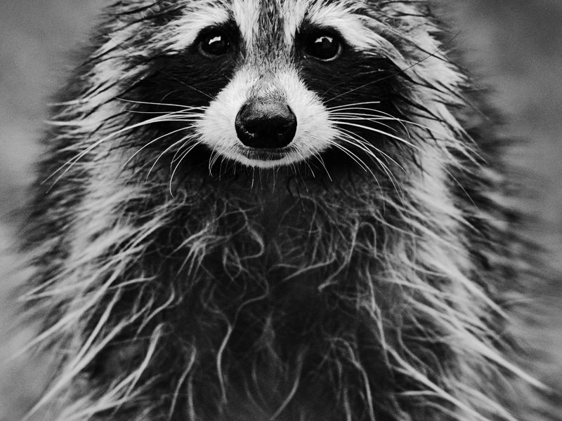 Raccoon Portrait | Smithsonian Photo Contest | Smithsonian Magazine