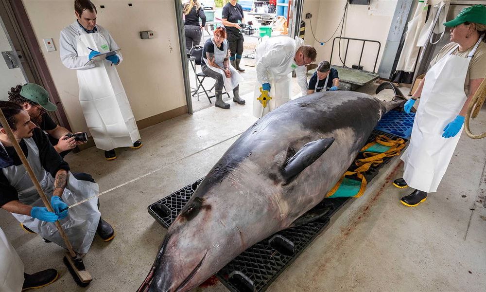 Scientists Just Dissected the World's Rarest Whale in New Zealand. Here ...