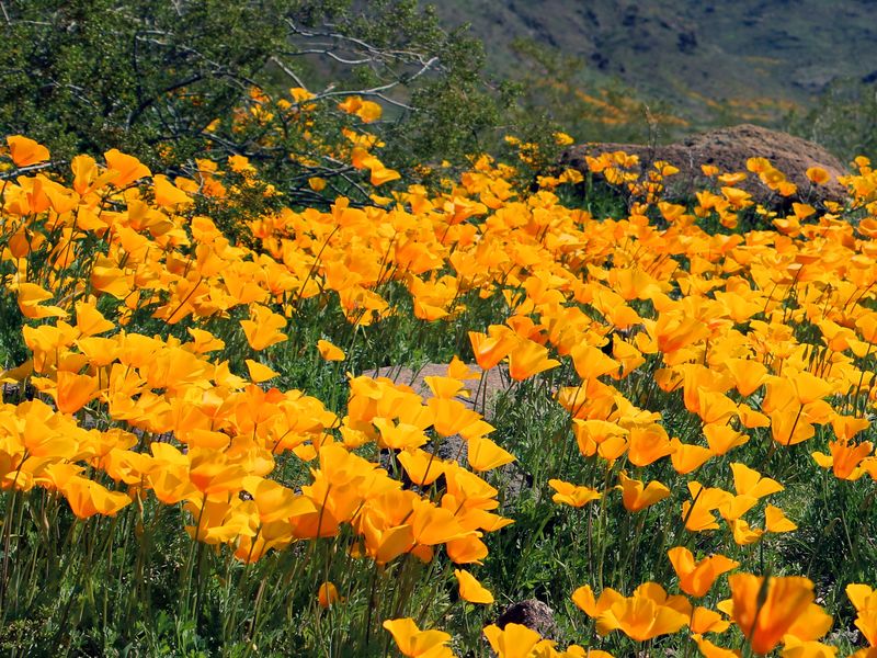 Spring Desert Poppies | Smithsonian Photo Contest | Smithsonian Magazine