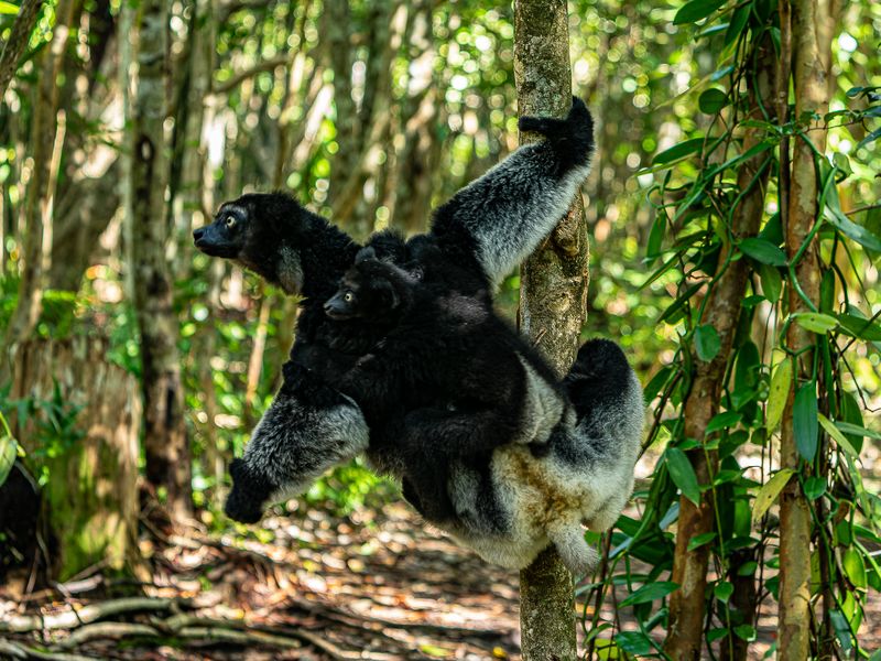 Mother and Baby Indri Indri Lemurs in Madagascar | Smithsonian Photo ...
