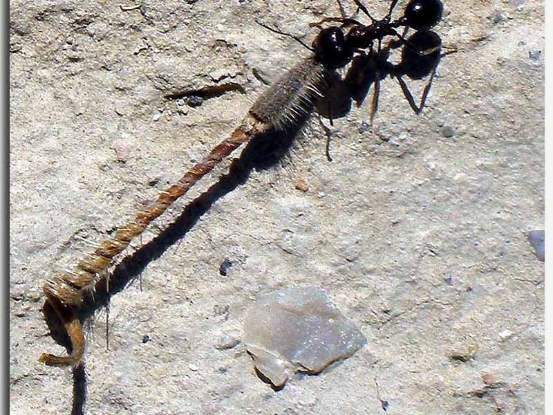 Ant carrying food to store for its hardship time. | Smithsonian Photo ...