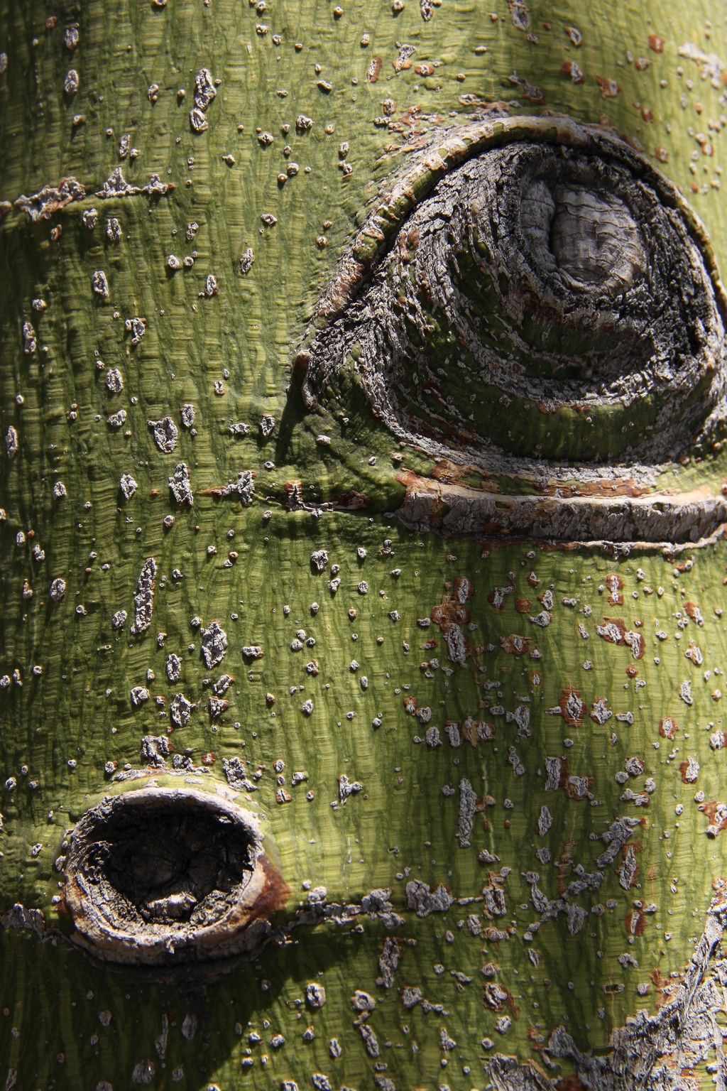 Tree near Ahmanson Theatre in downtown Los Angeles. | Smithsonian Photo ...
