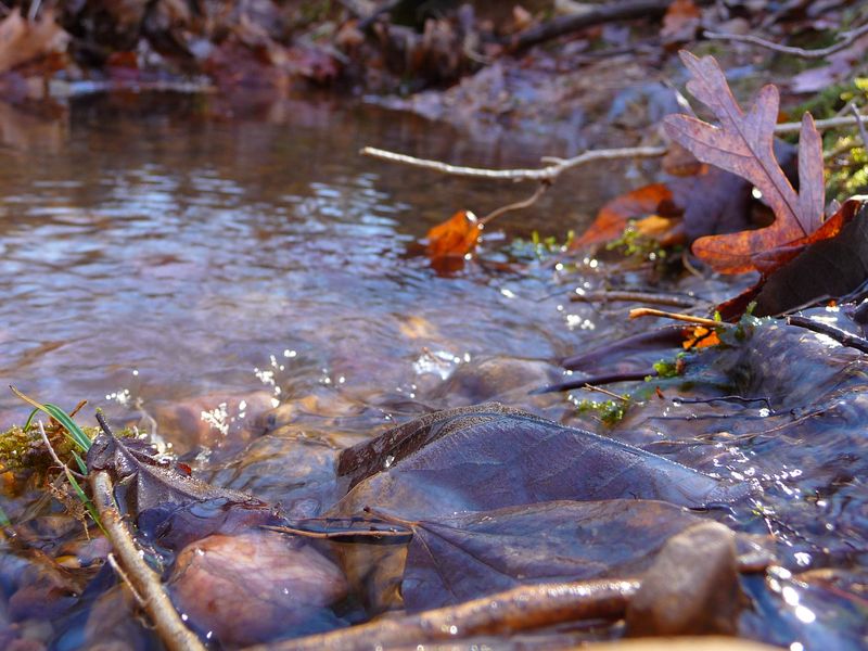 Trickling stream | Smithsonian Photo Contest | Smithsonian Magazine