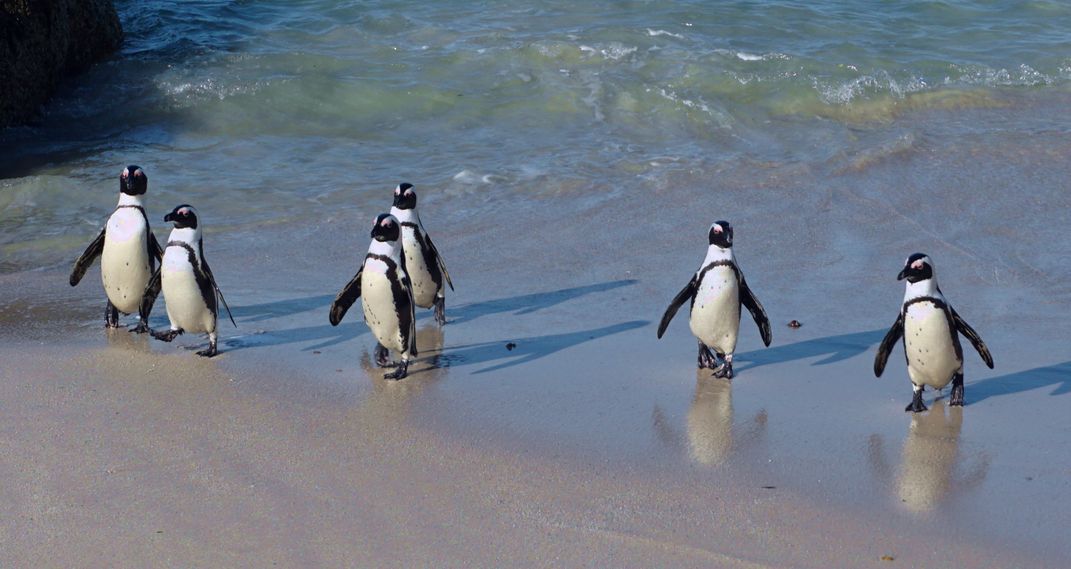 PENGUIN PARADE | Smithsonian Photo Contest | Smithsonian Magazine