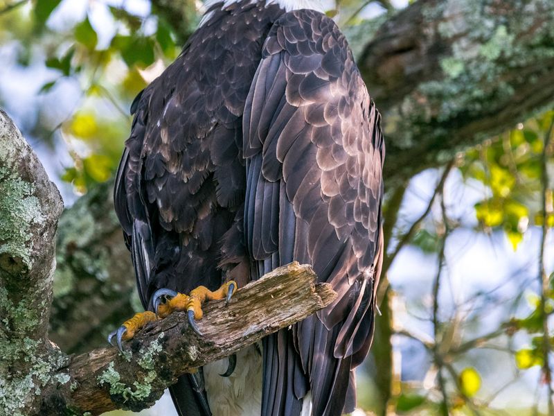 Bald Eagle looking down | Smithsonian Photo Contest | Smithsonian Magazine