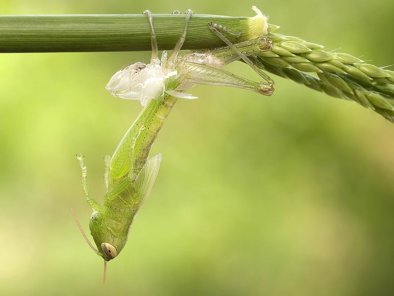 molting grasshoppers in metamorphosis | Smithsonian Photo Contest ...