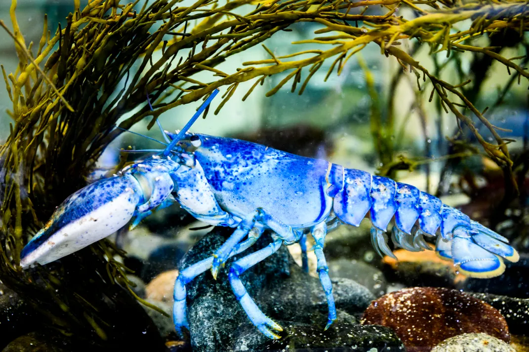 See the Rare 'Electric Blue' Lobster Found Off the Coast of Massachusetts