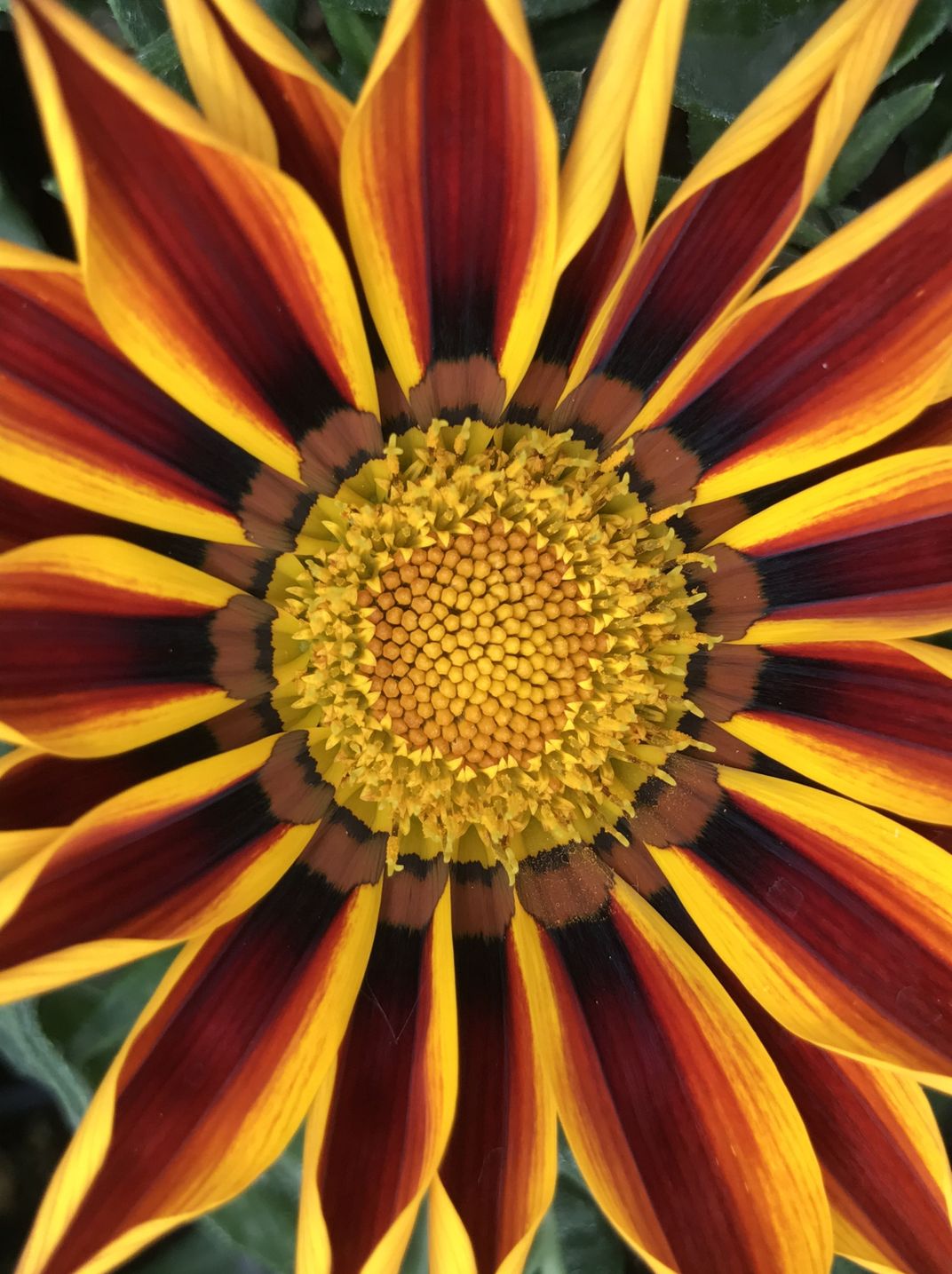A perfect greenhouse flower | Smithsonian Photo Contest | Smithsonian ...