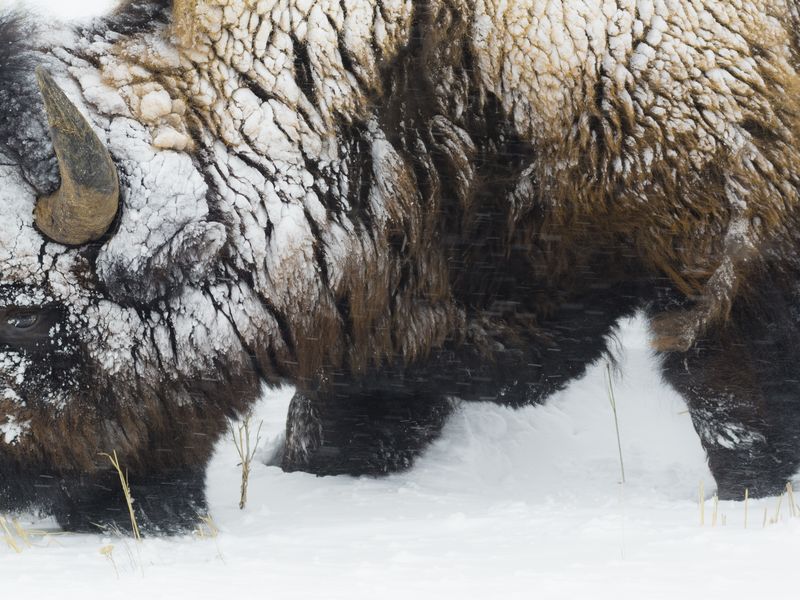 Bison in Snowstorm | Smithsonian Photo Contest | Smithsonian Magazine
