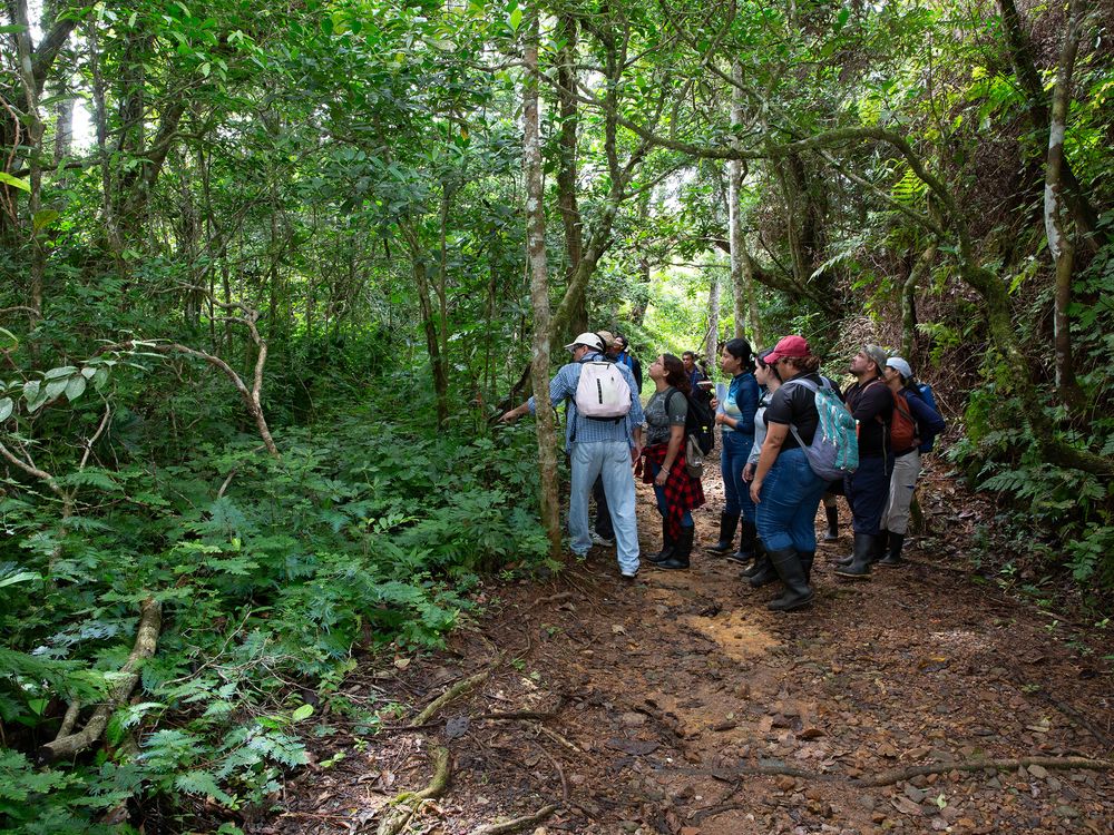 A New Course by ForestGEO Experts Teaches the Biodiversity of ...