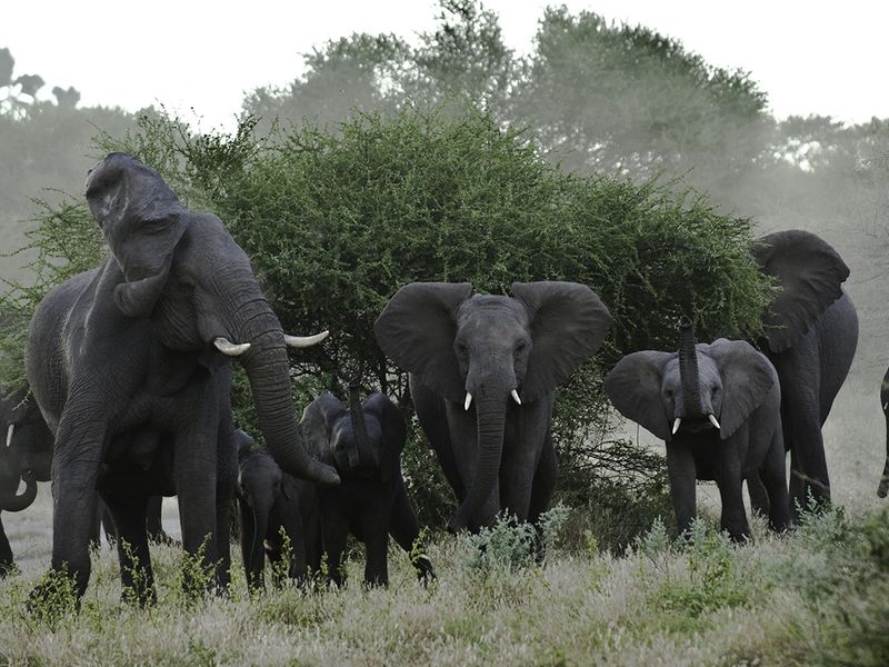 Elephant Charge | Smithsonian Photo Contest | Smithsonian Magazine