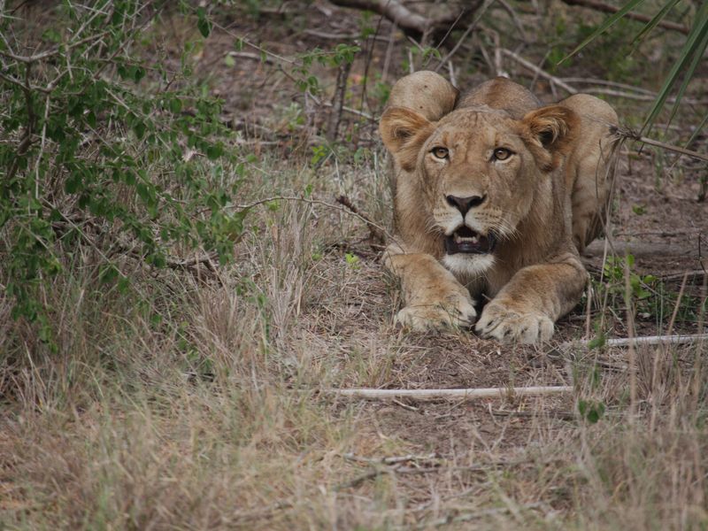 A waiting predator | Smithsonian Photo Contest | Smithsonian Magazine