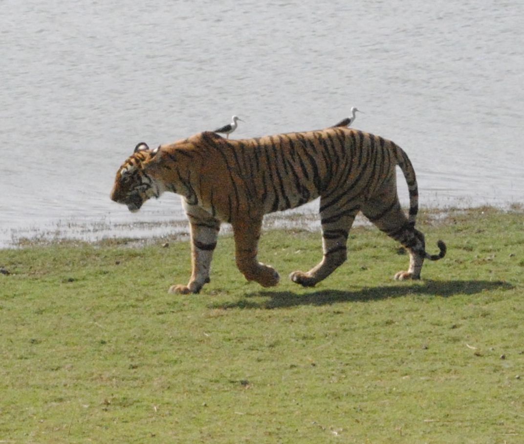 Tiger and birds | Smithsonian Photo Contest | Smithsonian Magazine