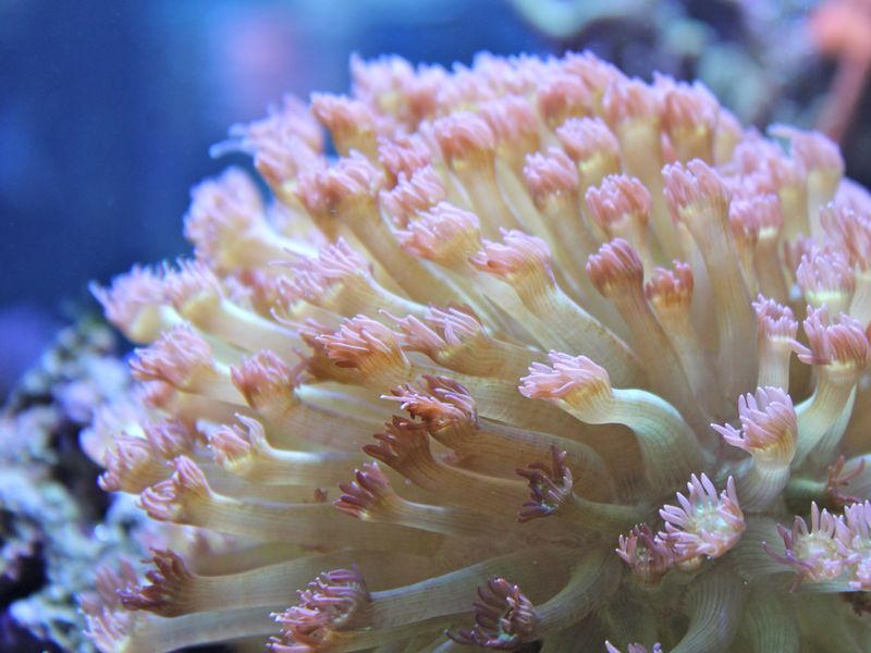 An anemone flowing in the current of the water. | Smithsonian Photo ...