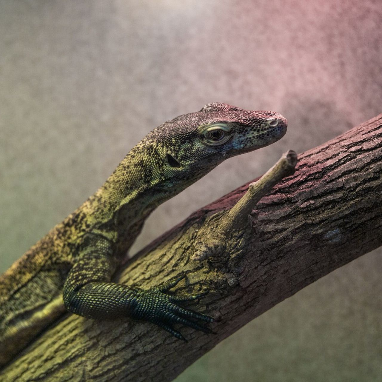 how to draw a komodo dragon head