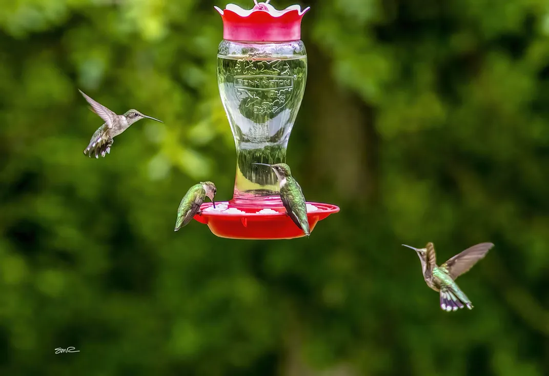 Hummingbirds Reunion | Smithsonian Photo Contest | Smithsonian Magazine