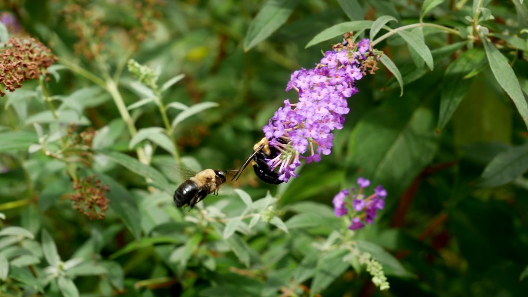 Two bumblebees on the first day of fall | Smithsonian Photo Contest ...