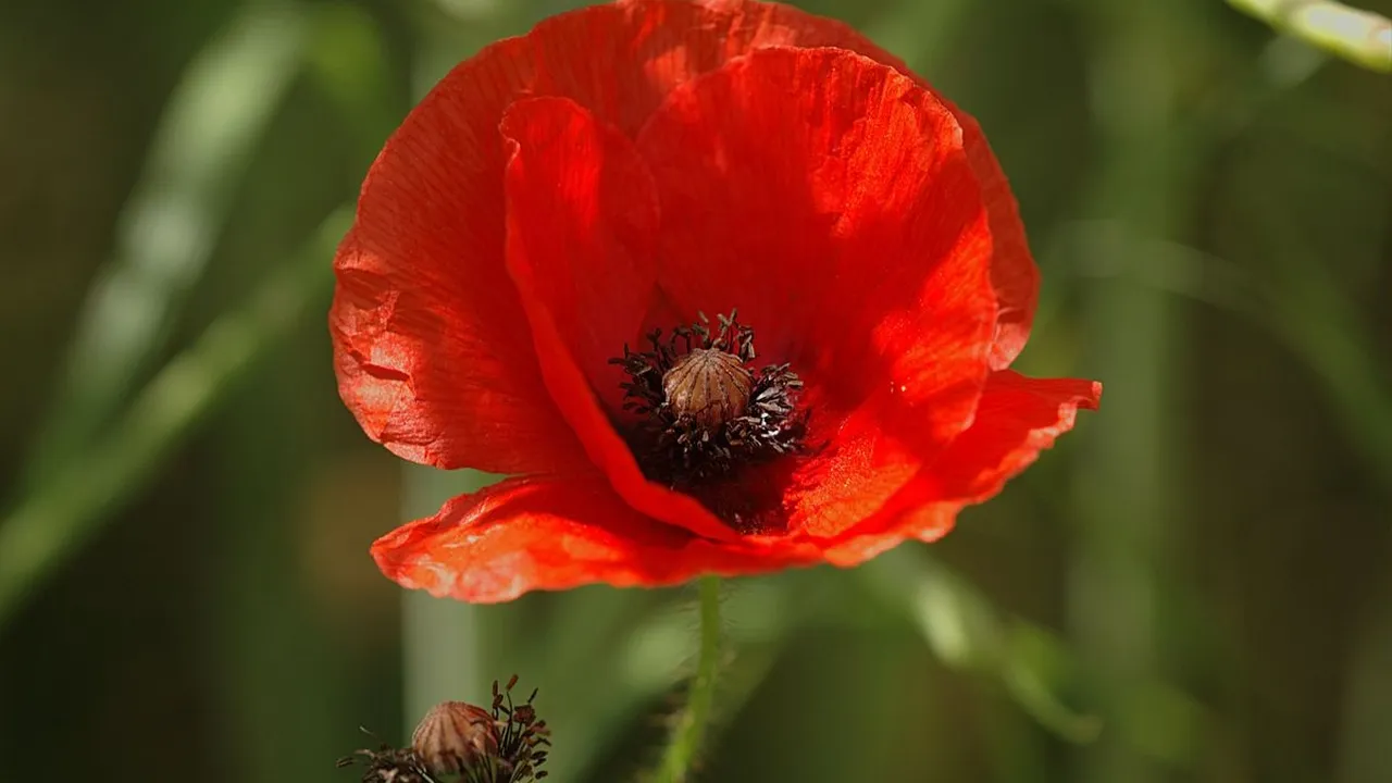 Common Poppy Facts