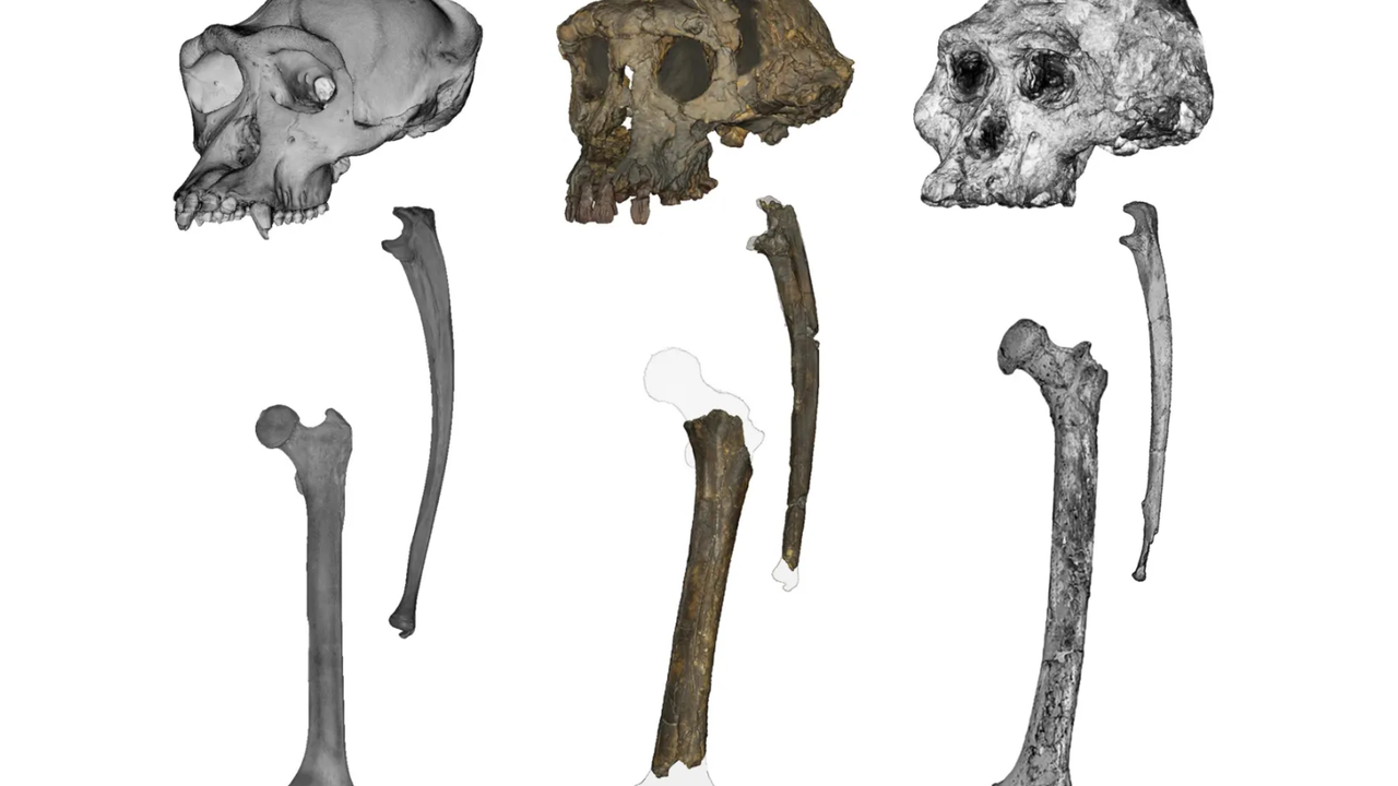 bipedalism in human evolution