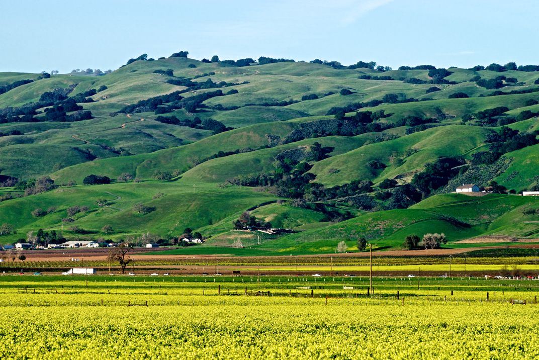 Flowering Fields and Green Hills in Gilroy, CA. | Smithsonian Photo ...