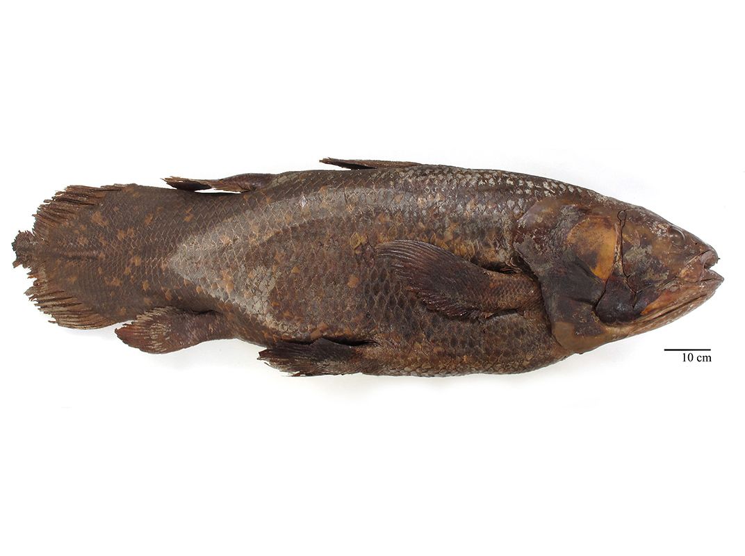coelacanth status
