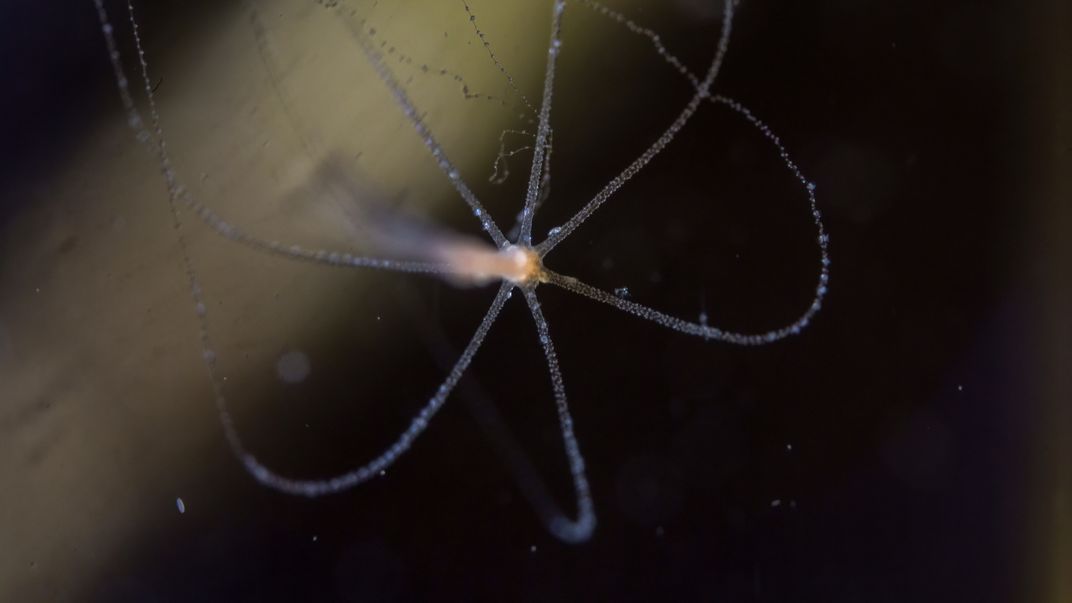 A Hydra (Hydra vulgaris) waiting for prey. | Smithsonian Photo Contest ...