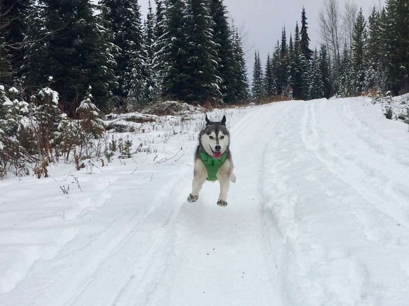 Flying Husky | Smithsonian Photo Contest | Smithsonian Magazine
