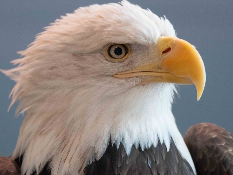 Bald eagle in Minnesota | Smithsonian Photo Contest | Smithsonian Magazine