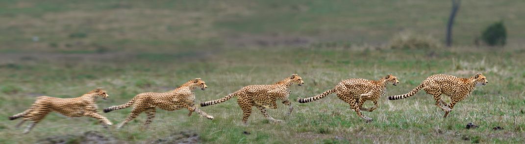 Cheetah Chase | Smithsonian Photo Contest | Smithsonian Magazine
