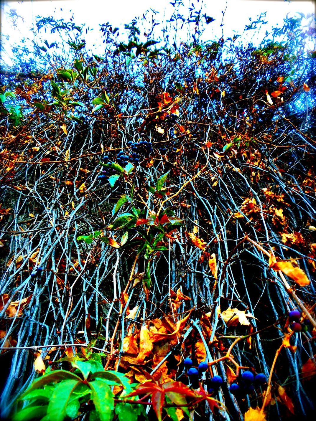 A vine-covered wall | Smithsonian Photo Contest | Smithsonian Magazine