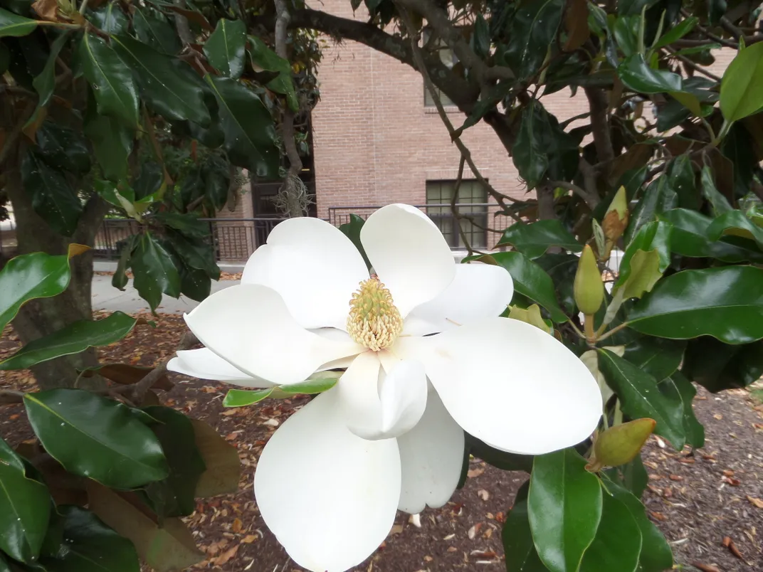 A Beautiful Flower at LSU | Smithsonian Photo Contest | Smithsonian ...