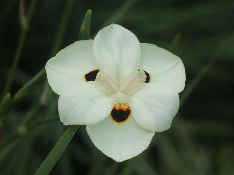 One of the many beautiful flowers I saw while in Guatemala ...