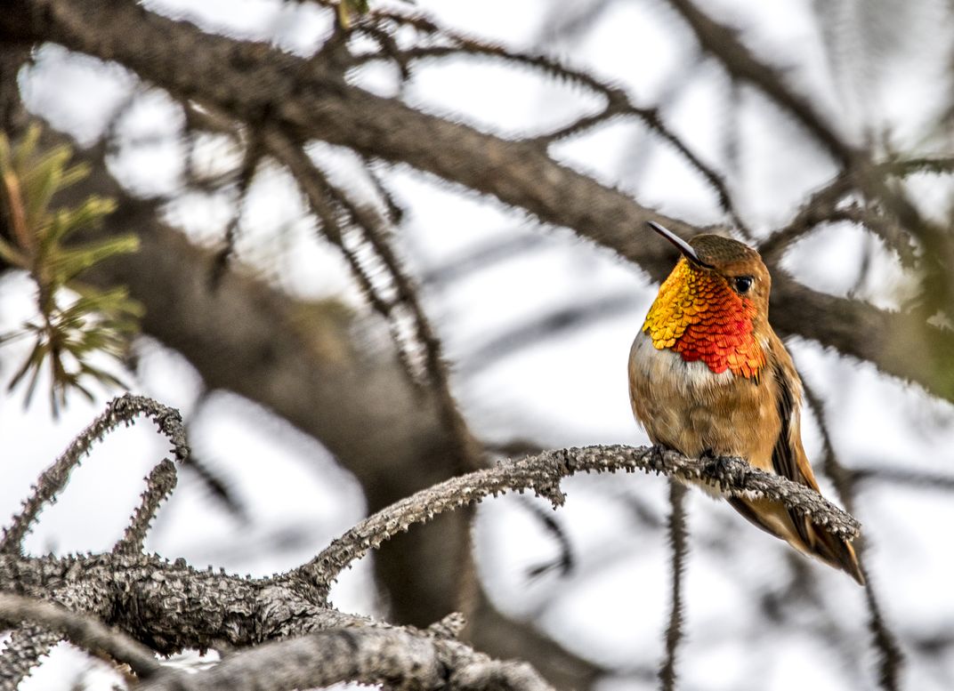 Gorgeous Gorget - Rufous Hummingbird in Leadville, Colorado ...