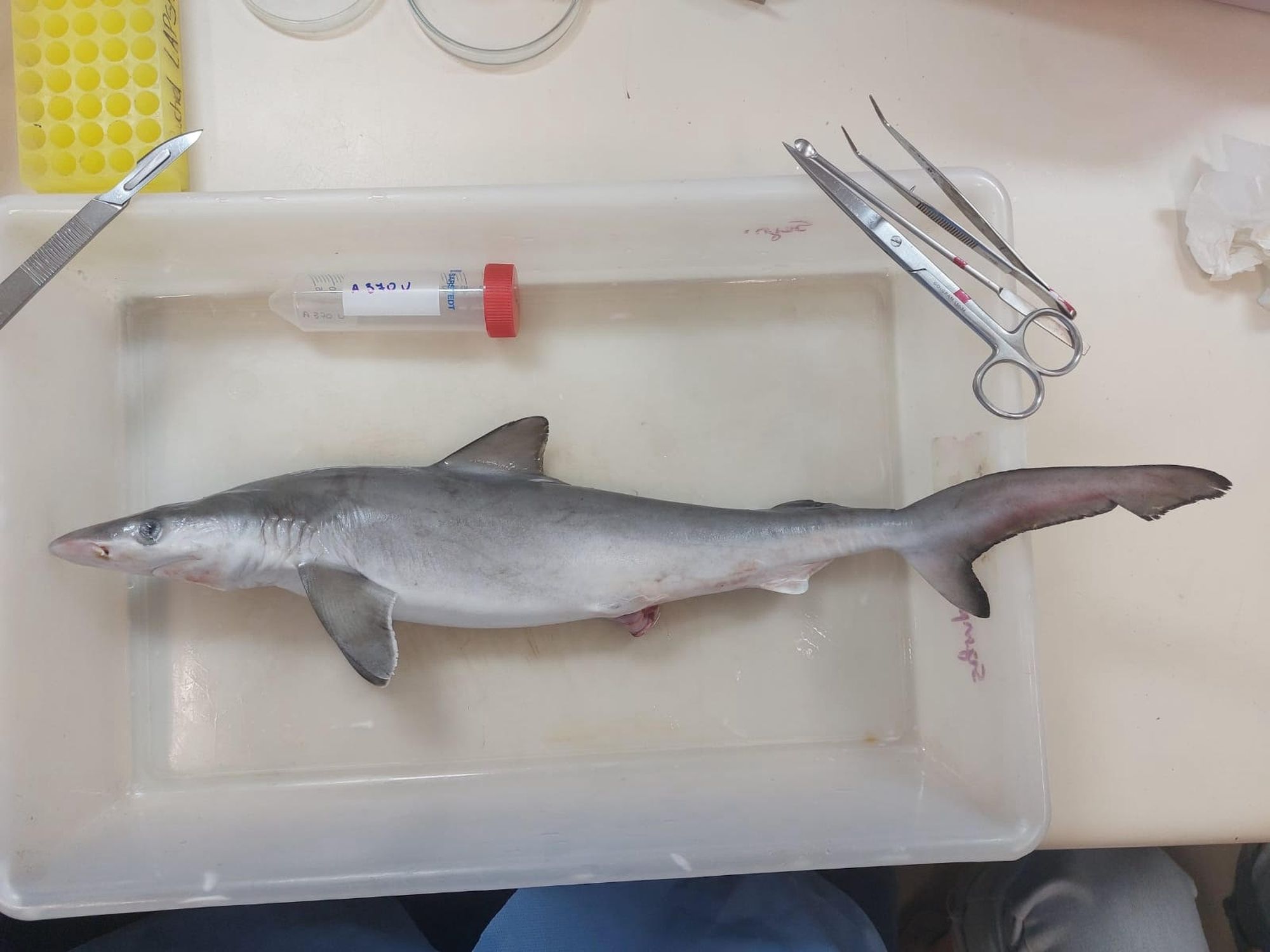 Thirteen Sharks Test Positive for Cocaine Off the Coast of Brazil