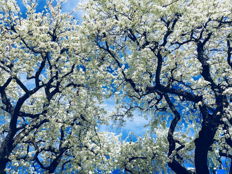 Trees blossoming in springtime | Smithsonian Photo Contest ...