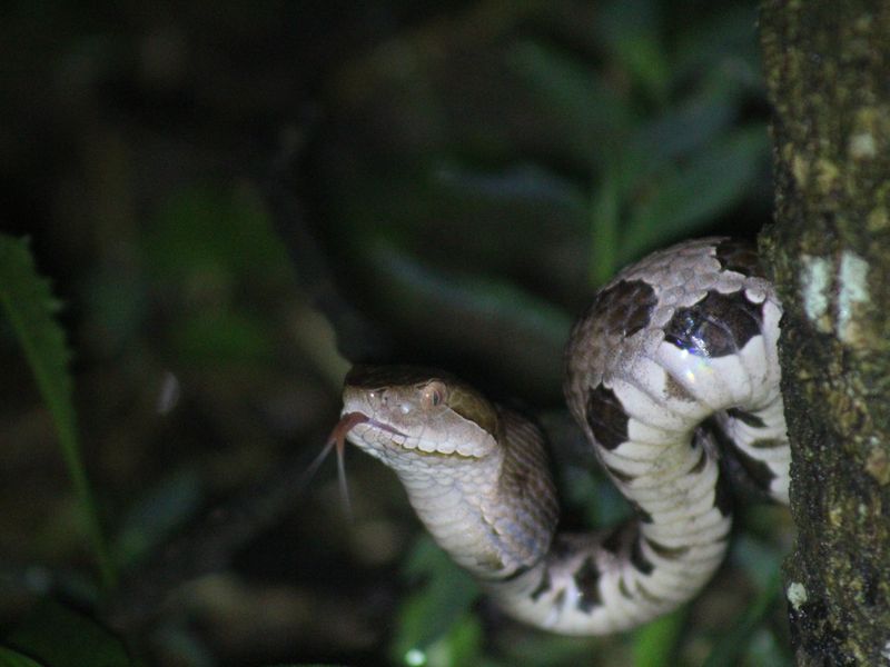 Eastern Copperhead eating a fresh Cicada | Smithsonian Photo Contest ...