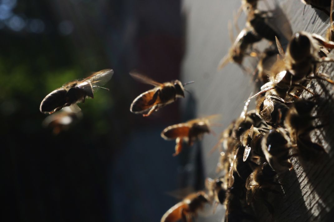 A honeybee comes in for landing in her hive | Smithsonian Photo Contest ...