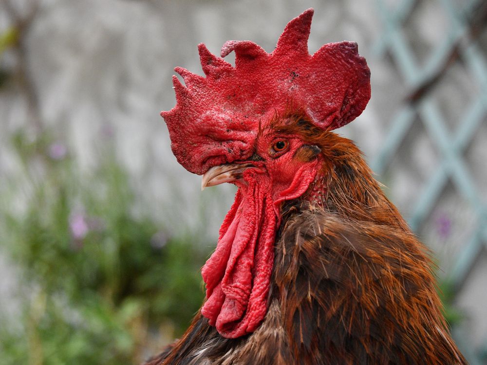 A Rooster Named Maurice Can Keep on Crowing, French Court Rules