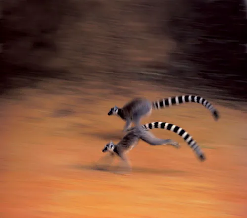 lemur spin dried