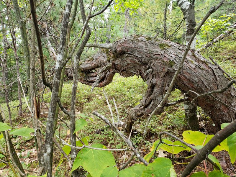 THE DINOSAUR TREE | Smithsonian Photo Contest | Smithsonian Magazine