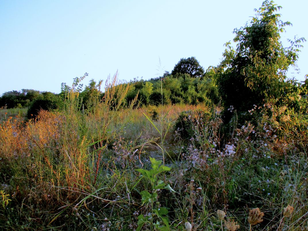 Hilly Meadows in Central Serbia (Sumadija Region) | Smithsonian Photo ...